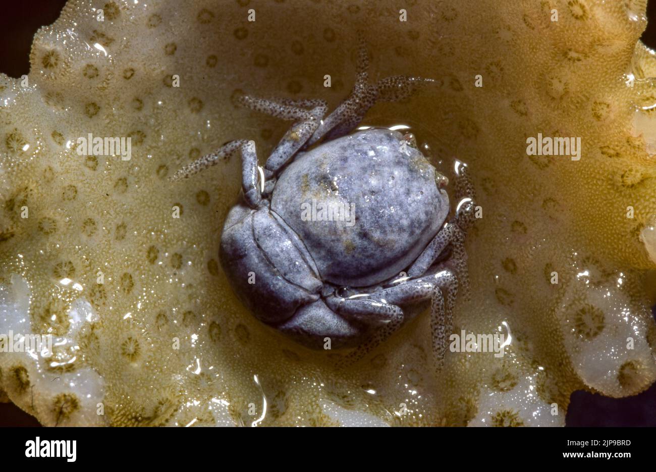 Common coral gall crab (Hapalocarcinus marsupialis, female) from ...