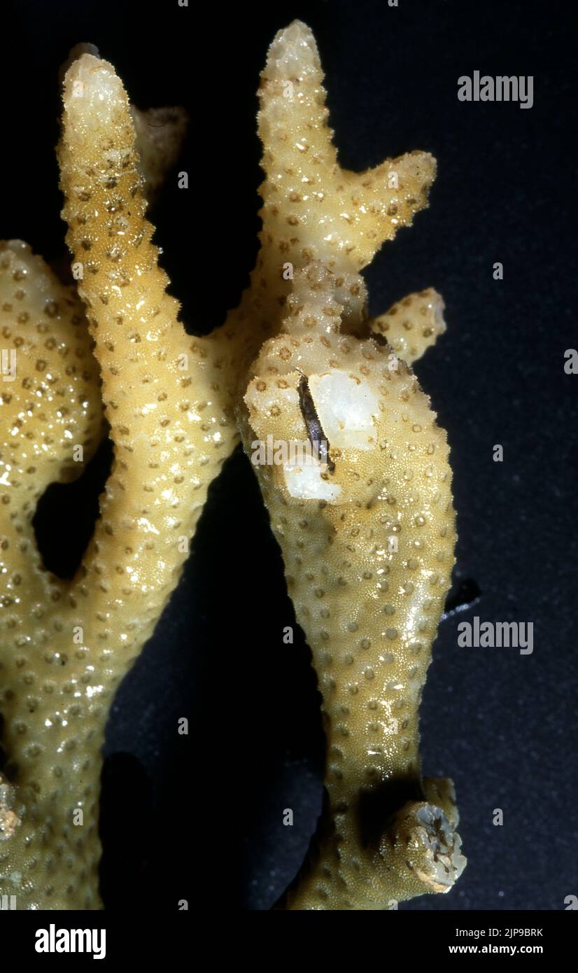 Gall containing the female common coral gall crab (Hapalocarcinus ...