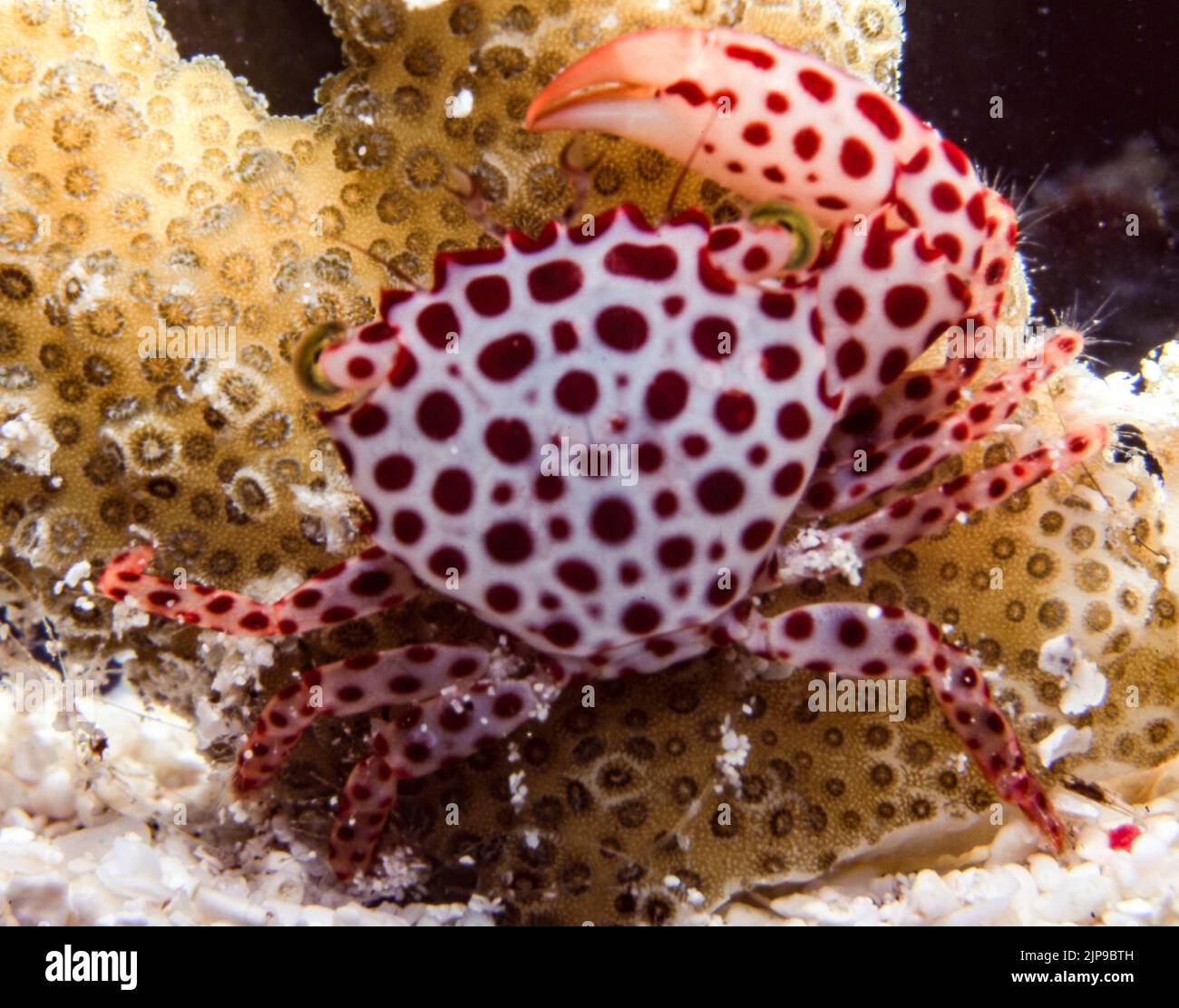 Trapezia tigrinia (= T. wardi) from the Maldives Stock Photo - Alamy
