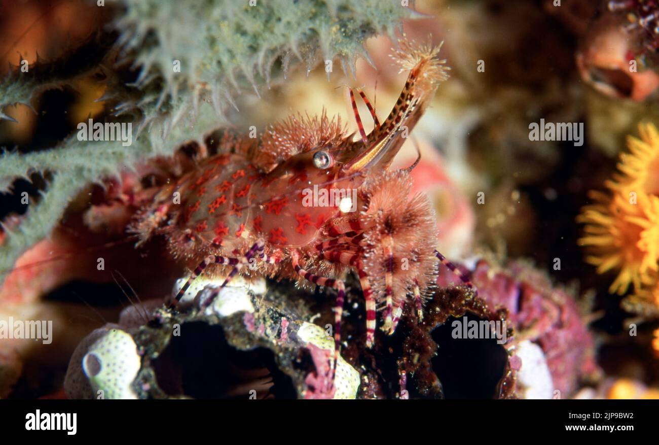 Marbled shrimp (Saron sp., possible S. marmoratus, female) from Bunaken ...