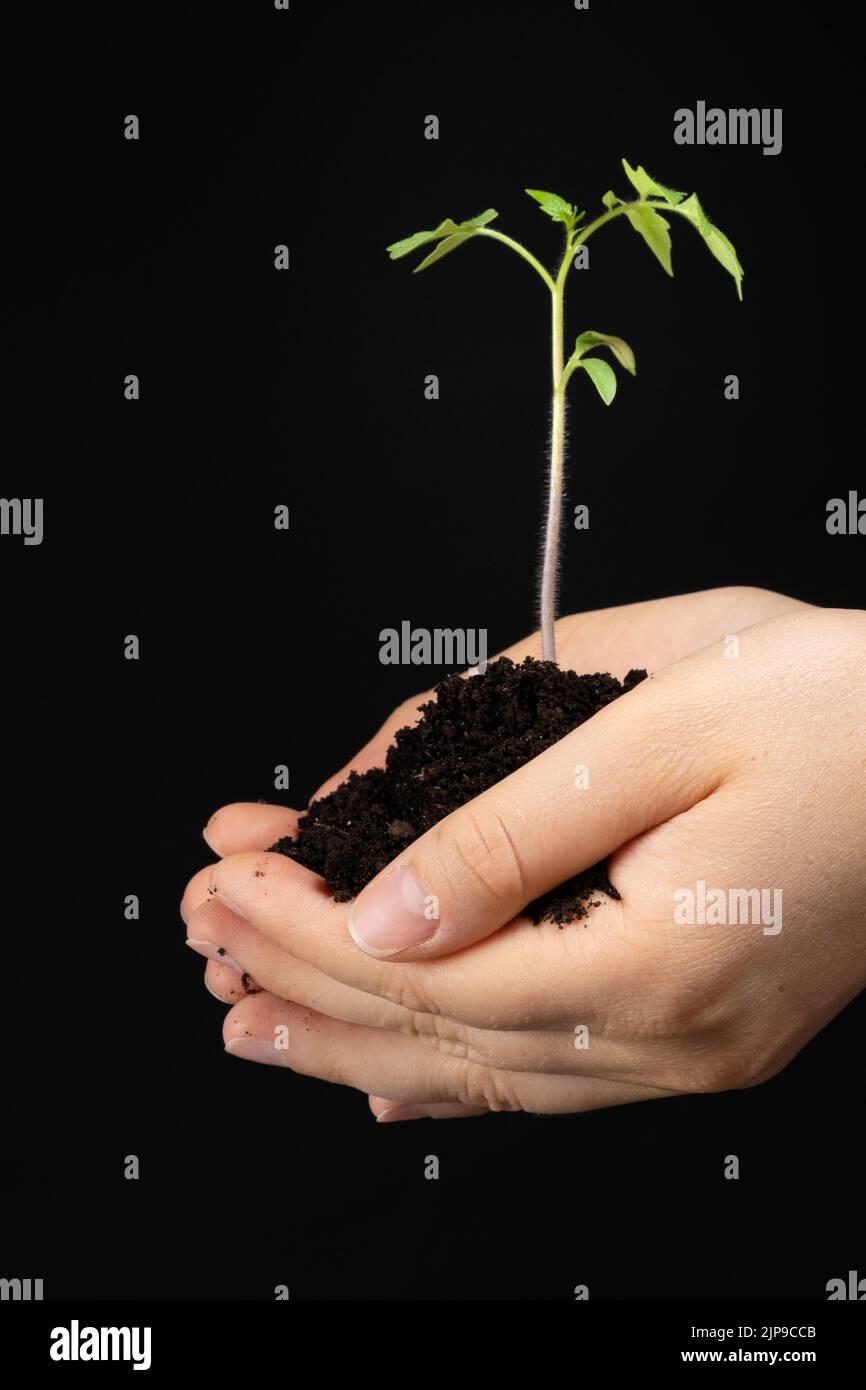 Growing tomatoes from seeds, step by step. Step 9 - planting seedlings ...