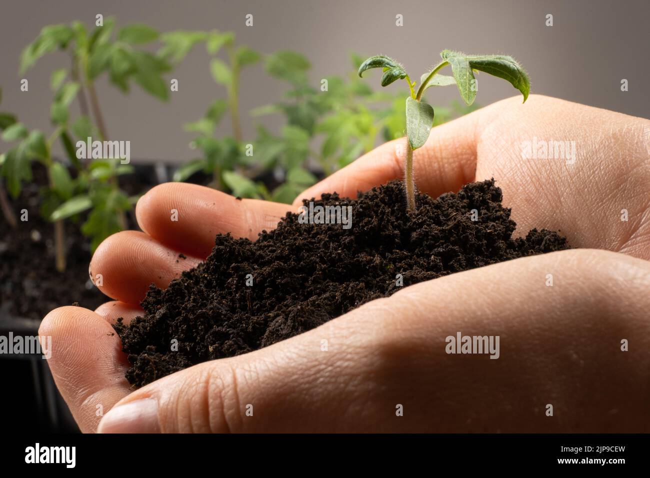 Growing tomatoes from seeds, step by step. Step 9 - planting seedlings ...