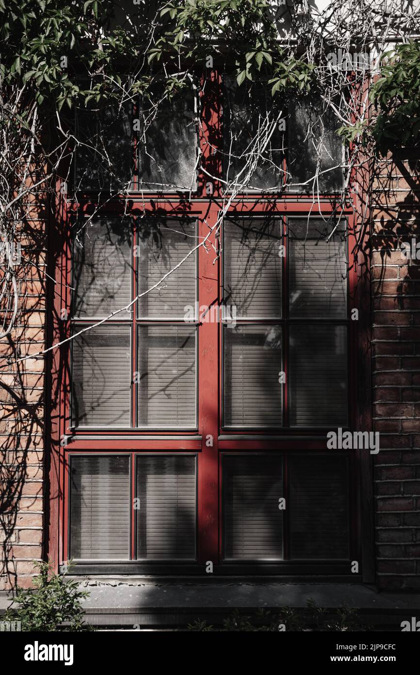 A vertical shot of a red window frame with five-leaved ivy branches ...