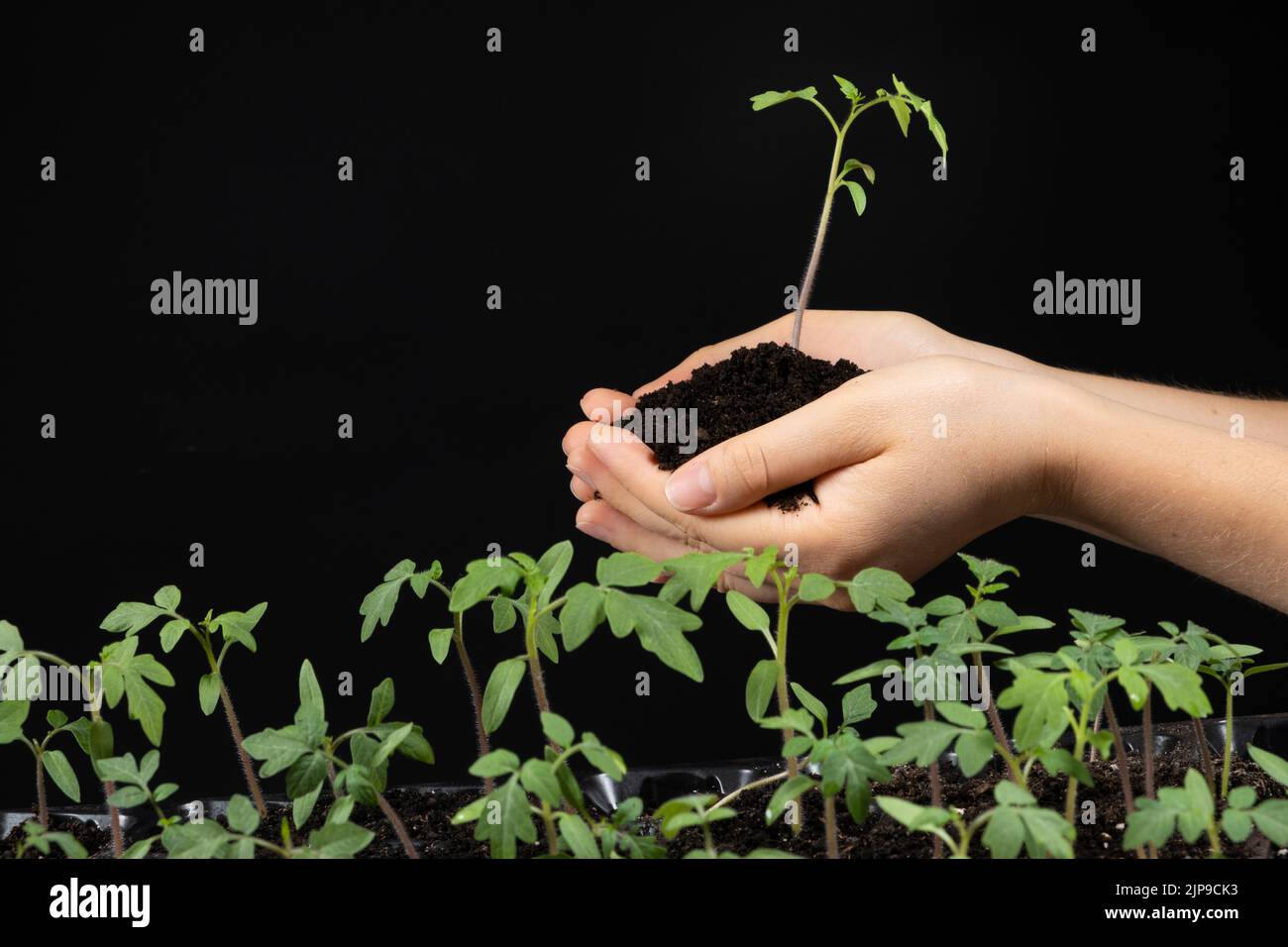 A young sprout with the earth in the hands of a man. The theme of ...