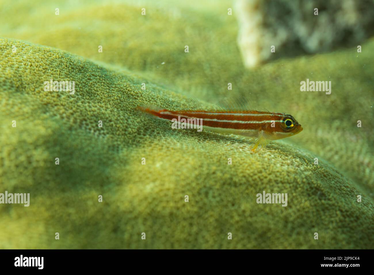 underwater, helcogramma striatum, zwerghähnchen, under water Stock ...