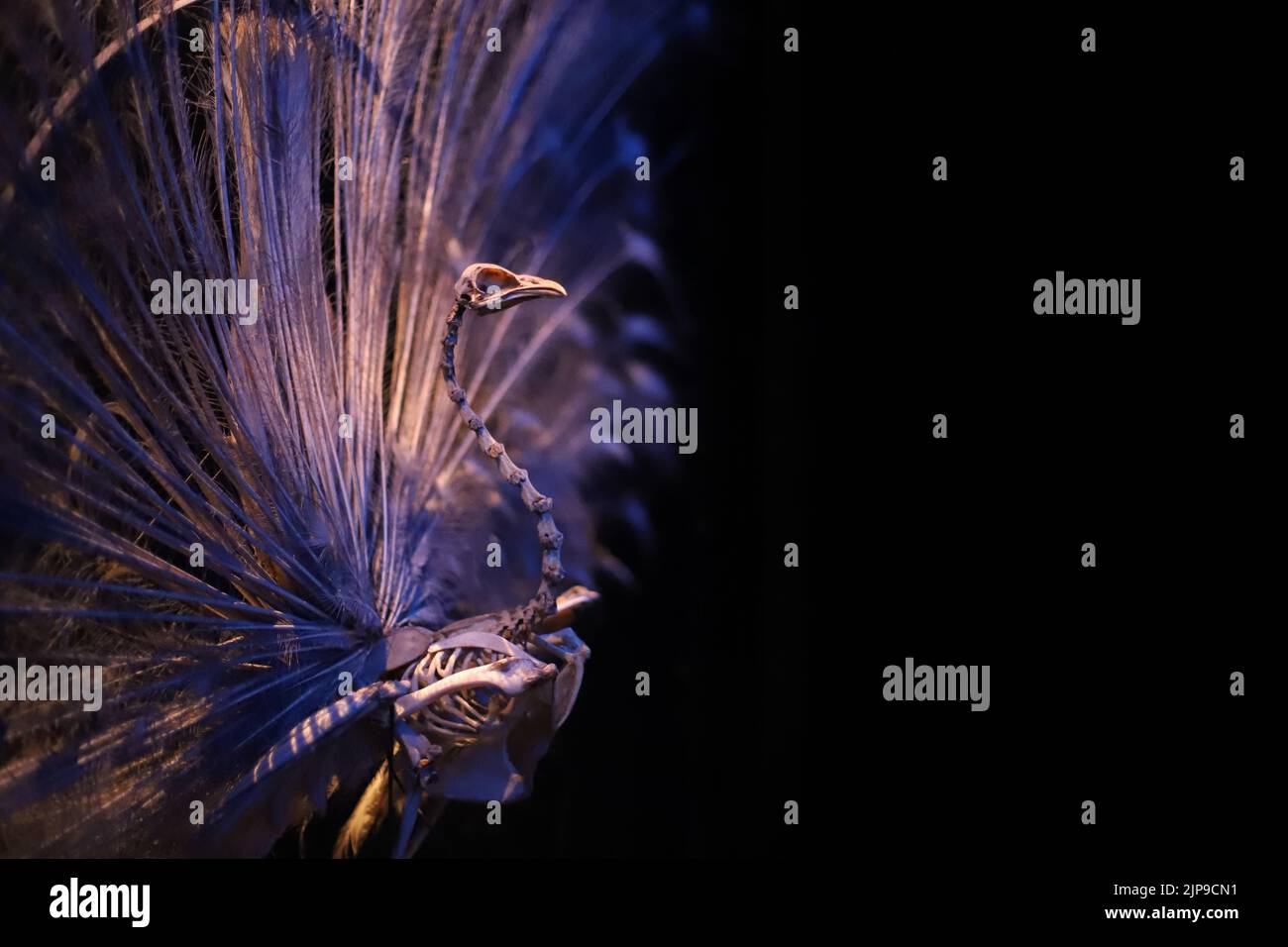 Close up of a peacock skeleton Stock Photo - Alamy