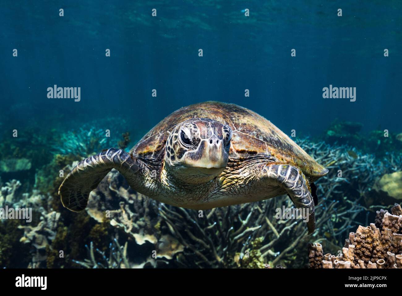 sea turtle, green sea turtle, chelonia mydas, sea turtles Stock Photo ...