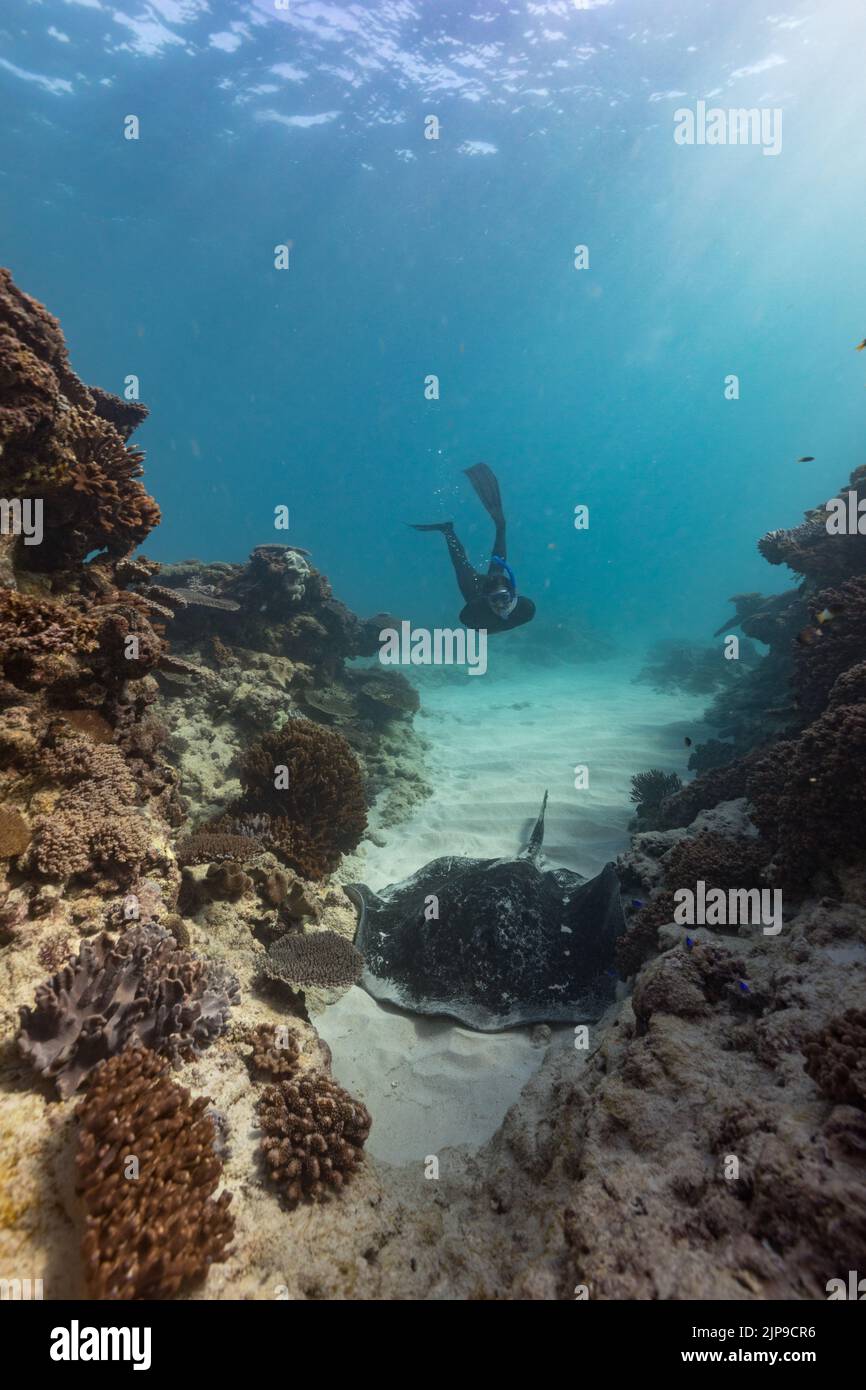 diver, underwater world, ray, dive, divers, dives, under water world ...