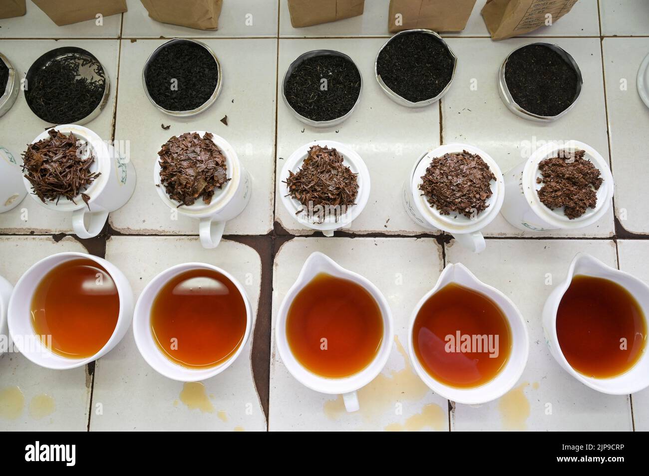 KENYA, Kimunye, KTDA tea factory, cups with different tea qualities for ...
