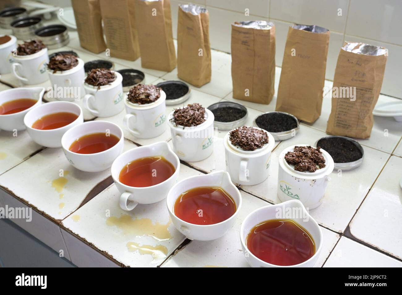 KENYA, Kimunye, KTDA tea factory, cups with different tea qualities for ...
