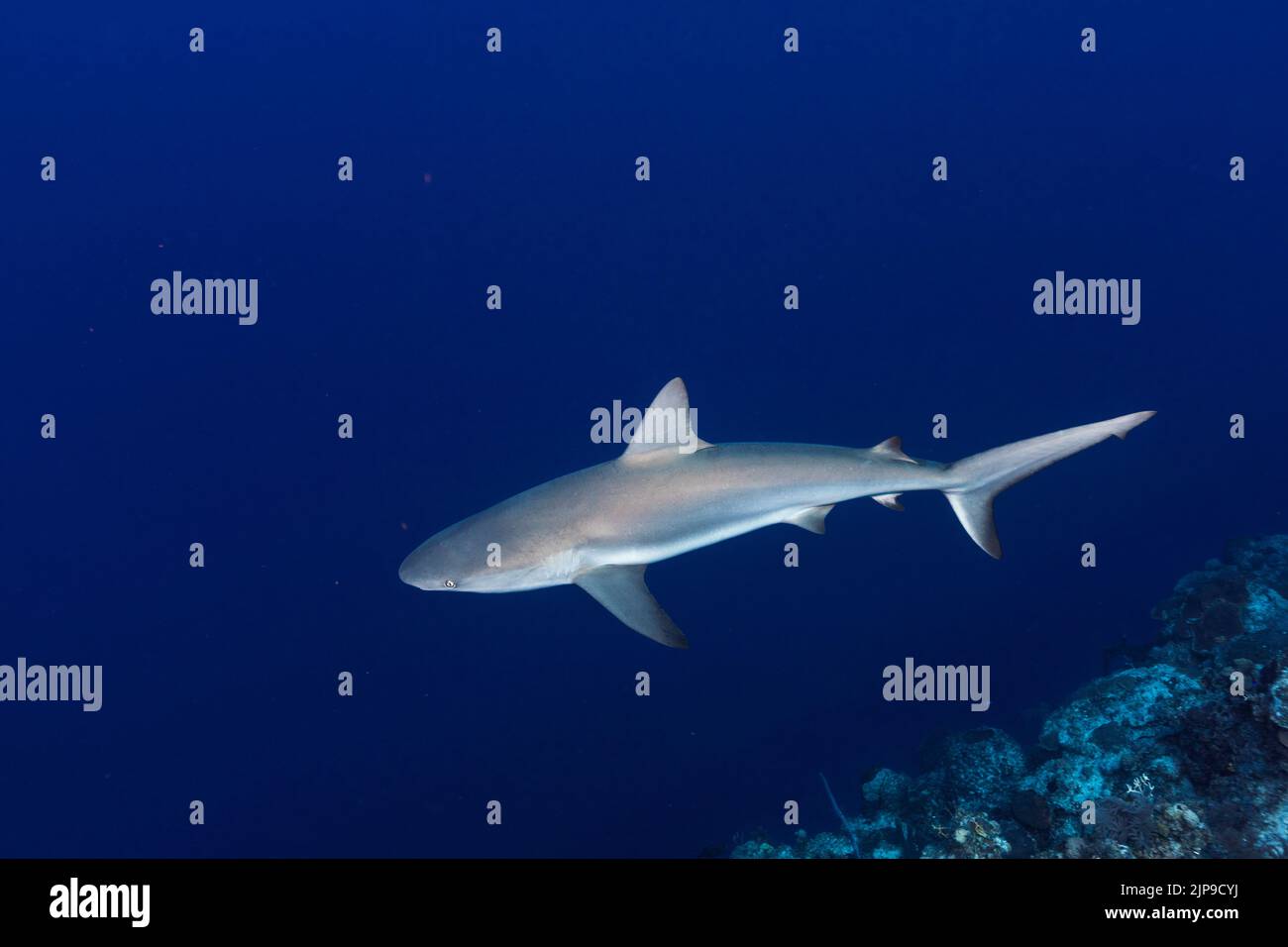 underwater, shark, riffhai, under water, sharks Stock Photo - Alamy