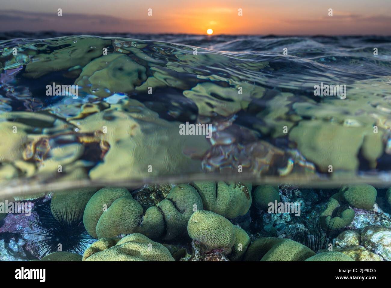 coral reef, diving, water surface, überwasser, coral reefs, scuba ...