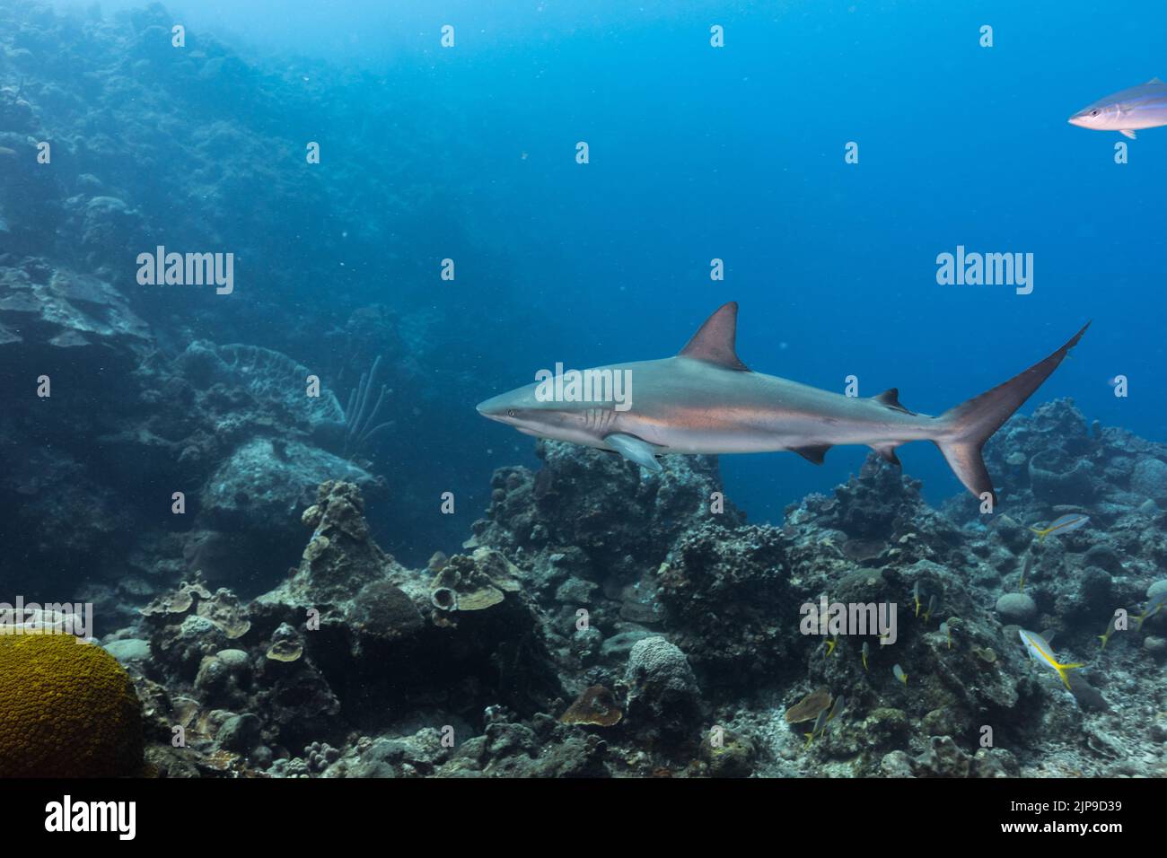 2 shark hi-res stock photography and images - Alamy