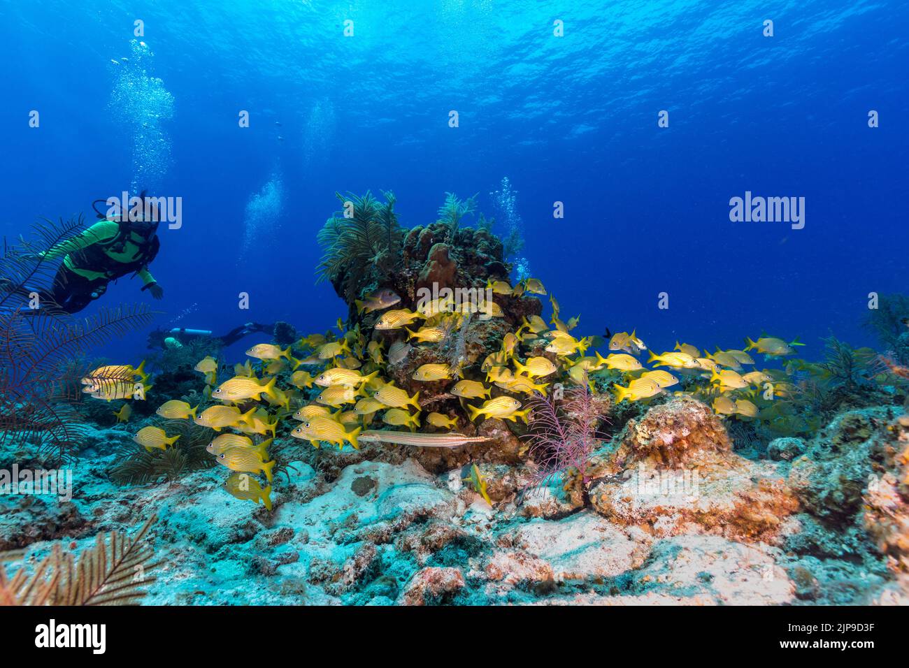 coral reef, diving, underwater world, coral reefs, scuba, scuba diving ...