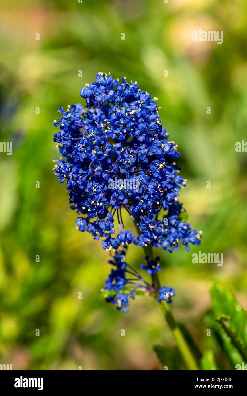 Ceanothus azureus 'Concha' a spring flowering shrub plant with a blue ...