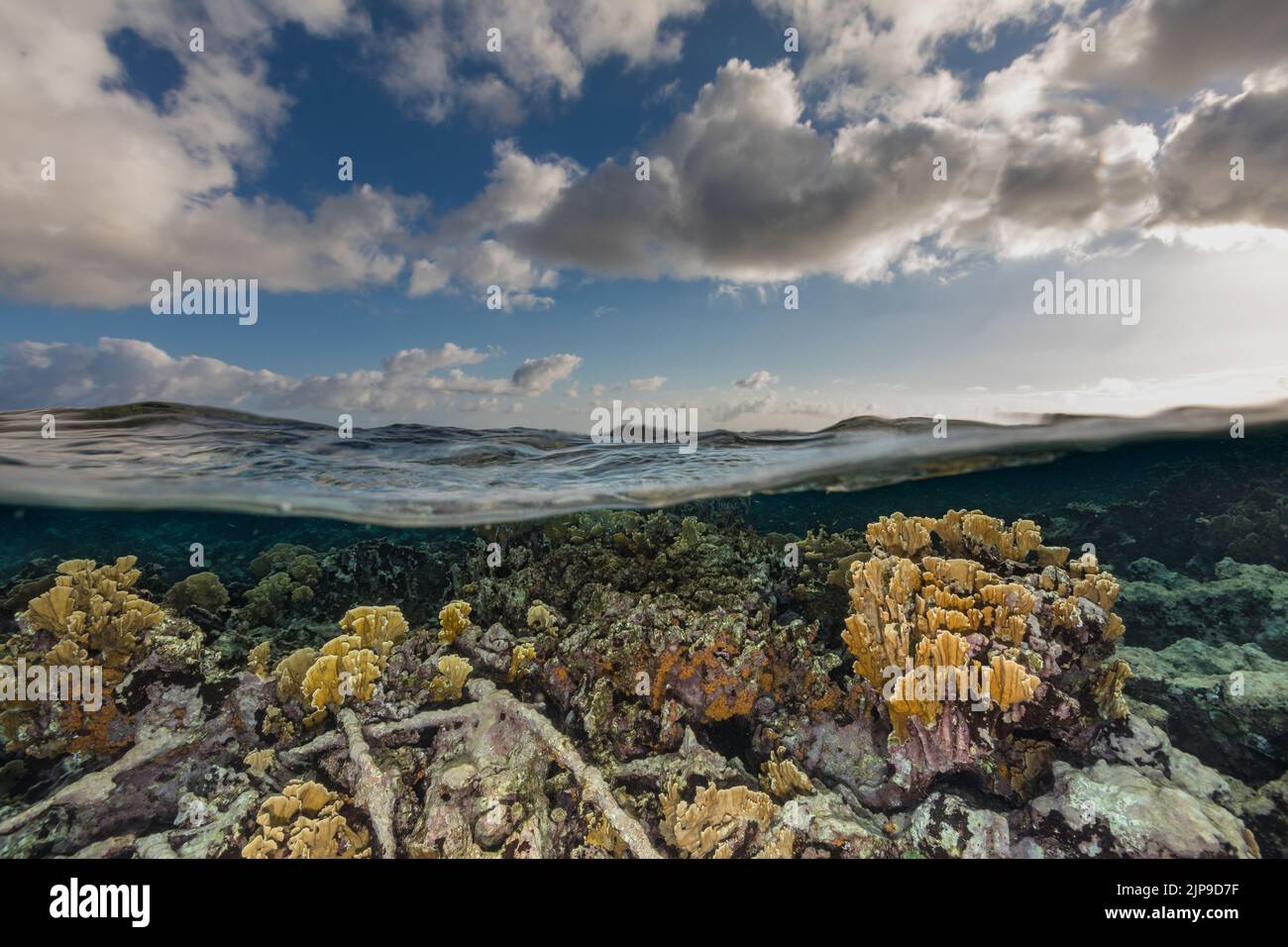 underwater, coral reef, water surface, überwasser, under water, coral ...