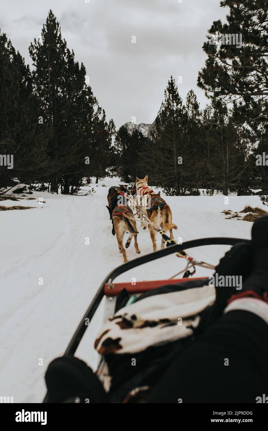 sled dog, sledding, dogsledding, sled dogs Stock Photo - Alamy