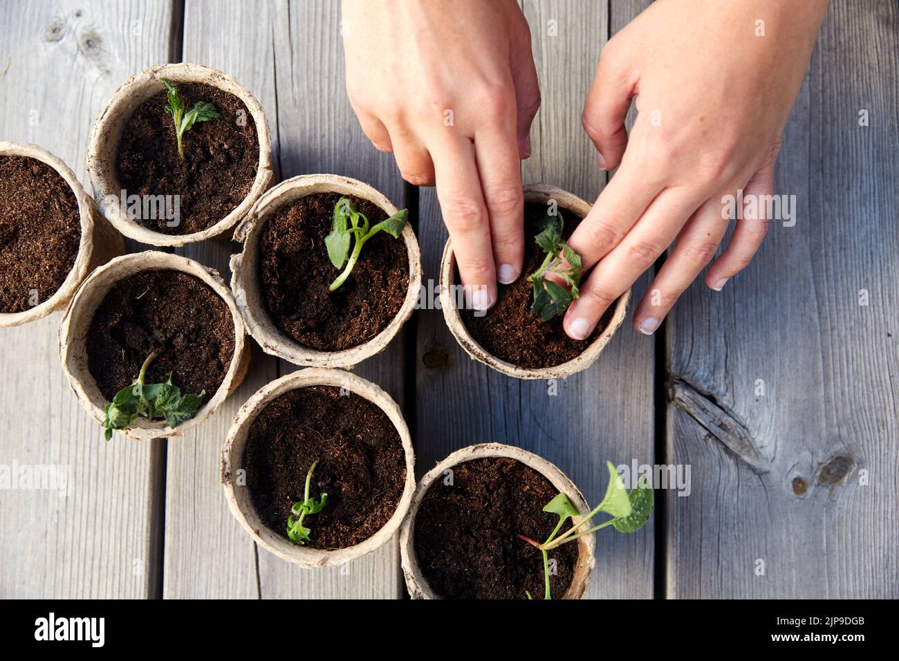 hands planting seedlings in starter pots with soil Stock Photo - Alamy