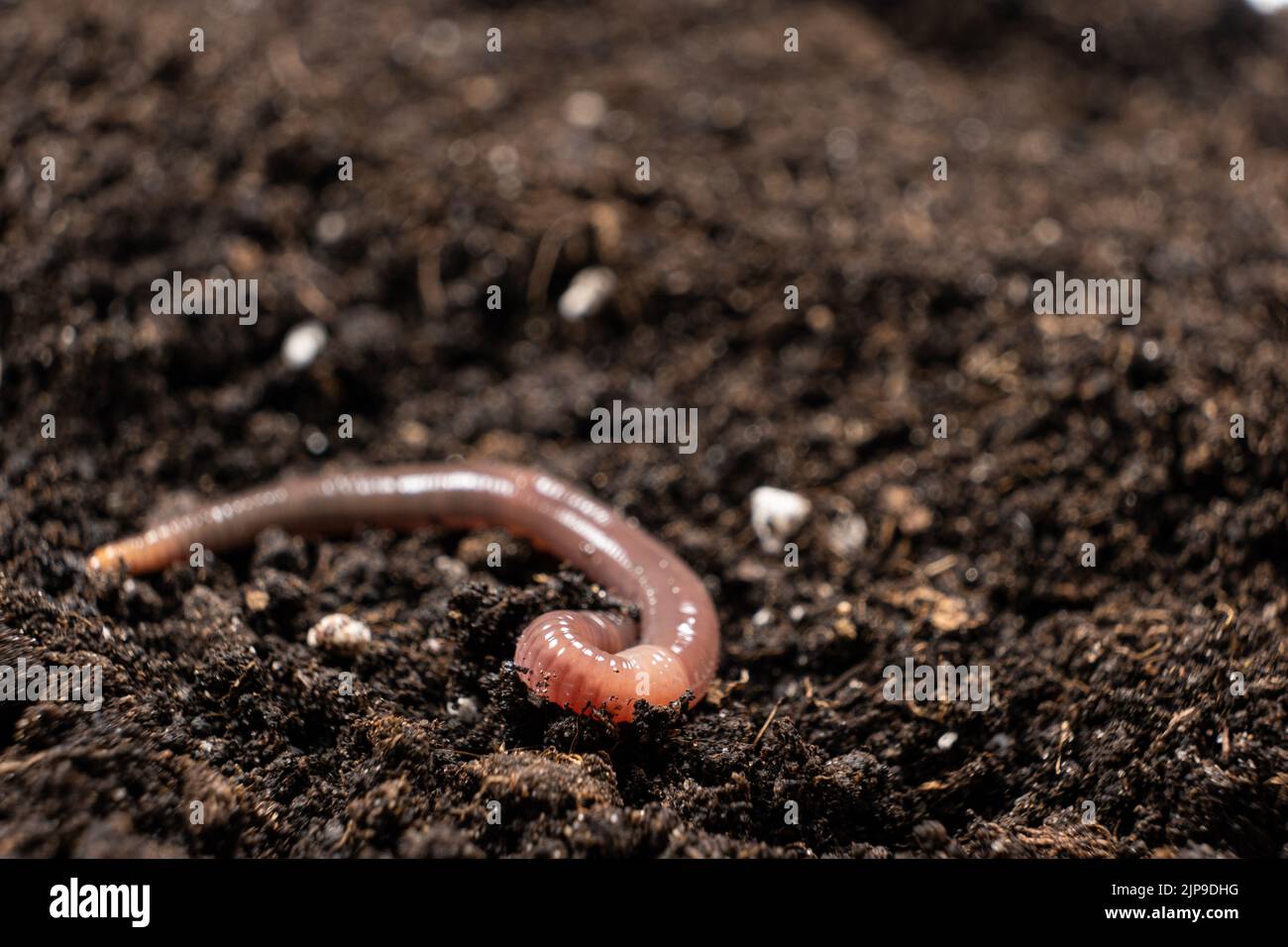 Big beautiful earthworm in the black soil, close-up Stock Photo - Alamy