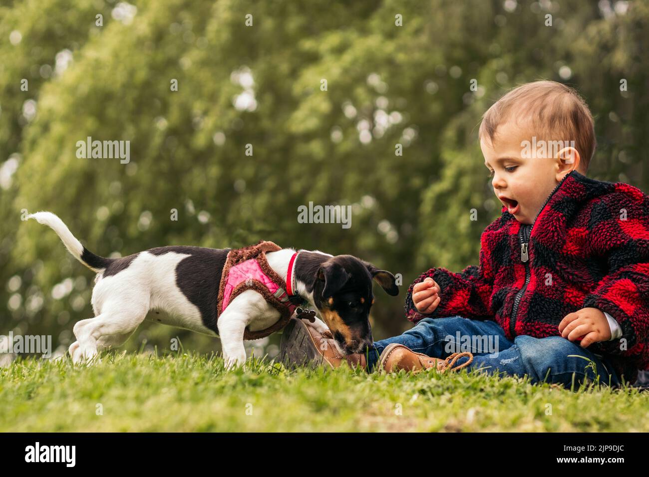 toddler, pets, playing, infant, infants, toddlers, pet, play Stock ...