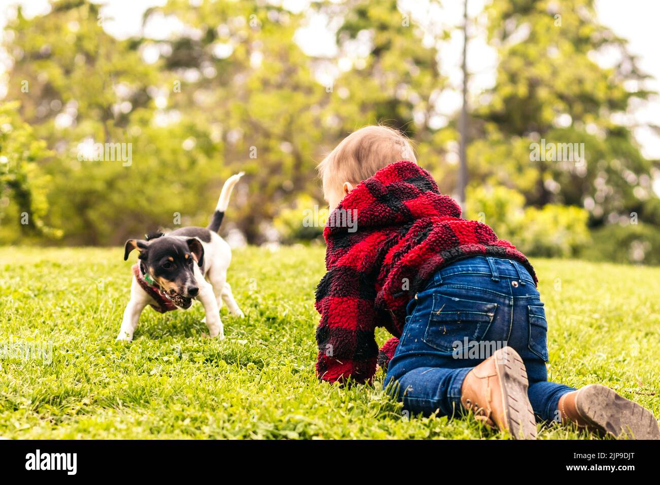 toddler, pets, playing, infant, infants, toddlers, pet, play Stock ...