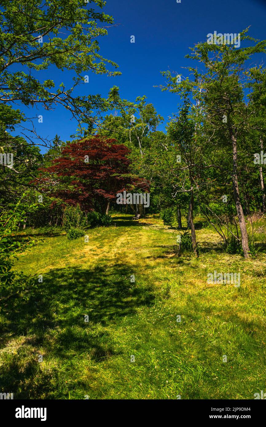 smooth Japanese maple tree Stock Photo - Alamy