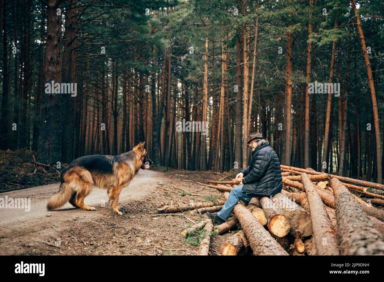 dog, retrieving, walk, dogs, walks Stock Photo - Alamy