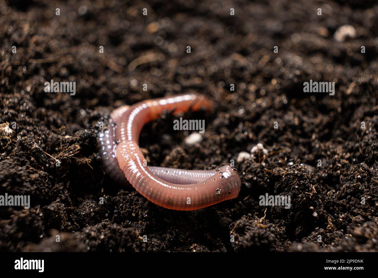 Big beautiful earthworm in the black soil, close-up Stock Photo - Alamy