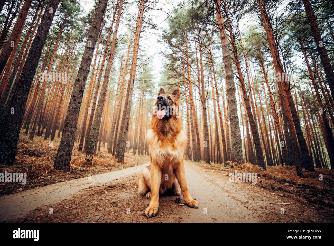 dog, walk, dogs, walks Stock Photo - Alamy