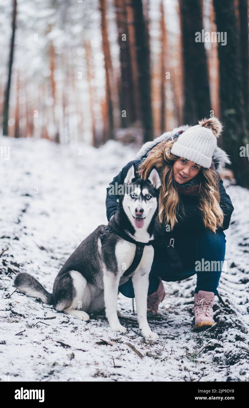 dog, walk, siberian husky, dogs, walks, husky Stock Photo - Alamy