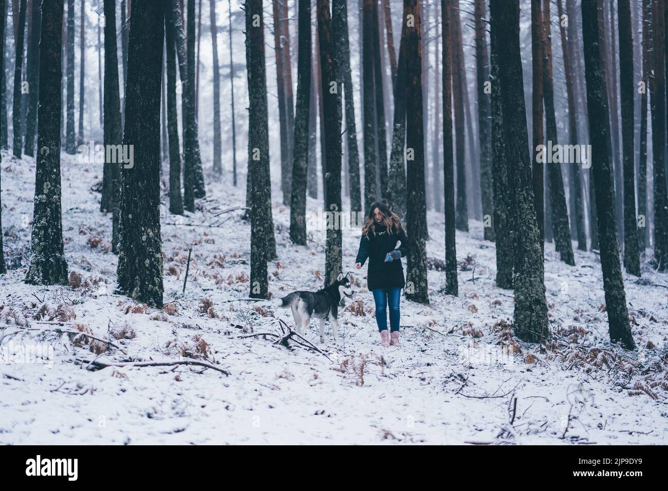 forest, running, walk, forests, wood, woodland, woods, jogging, run ...