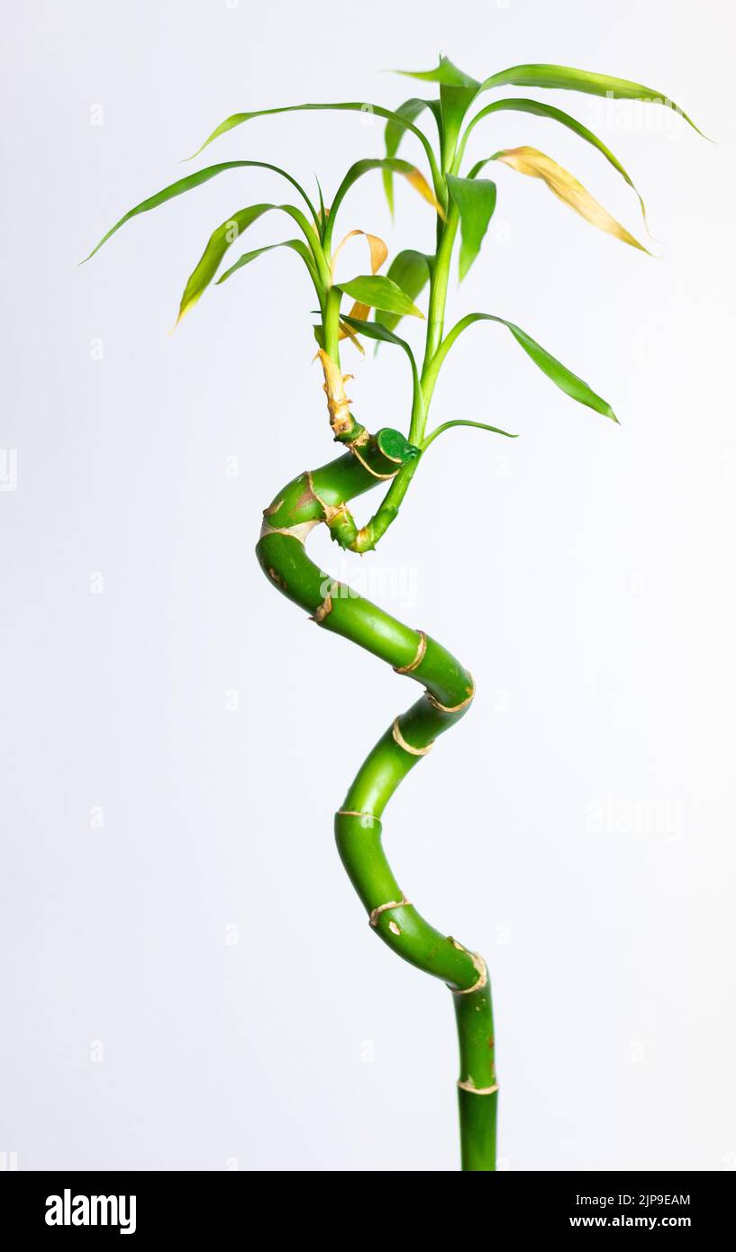 A vertical closeup of a curvy bamboo branch isolated on a white ...