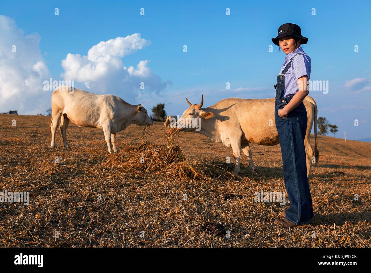 asian female in cowboy fashion style relax her vacation with cows ...