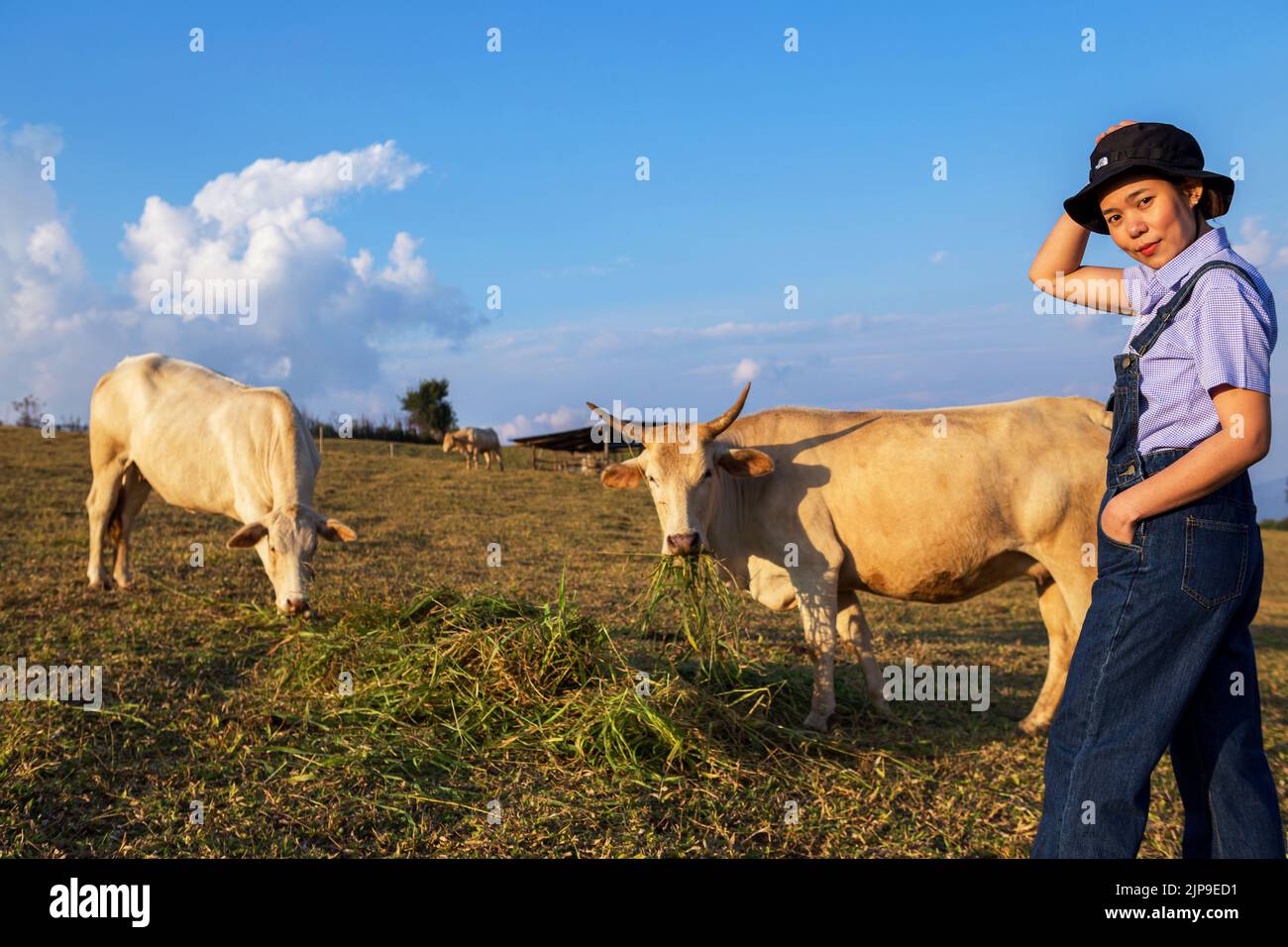 asian female in cowboy fashion style relax her vacation with cows ...