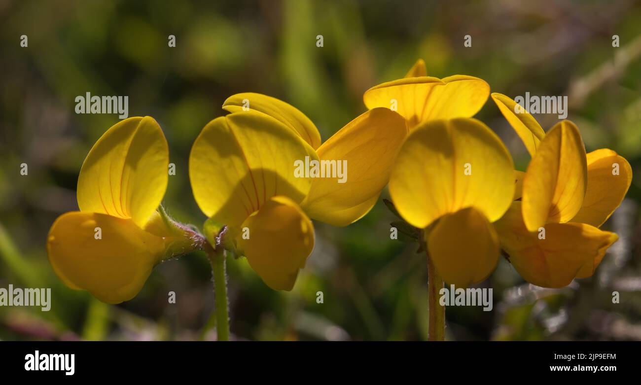 Four yellow flowers of the birdsfoot trefoil, Lotus corniculatus Stock ...