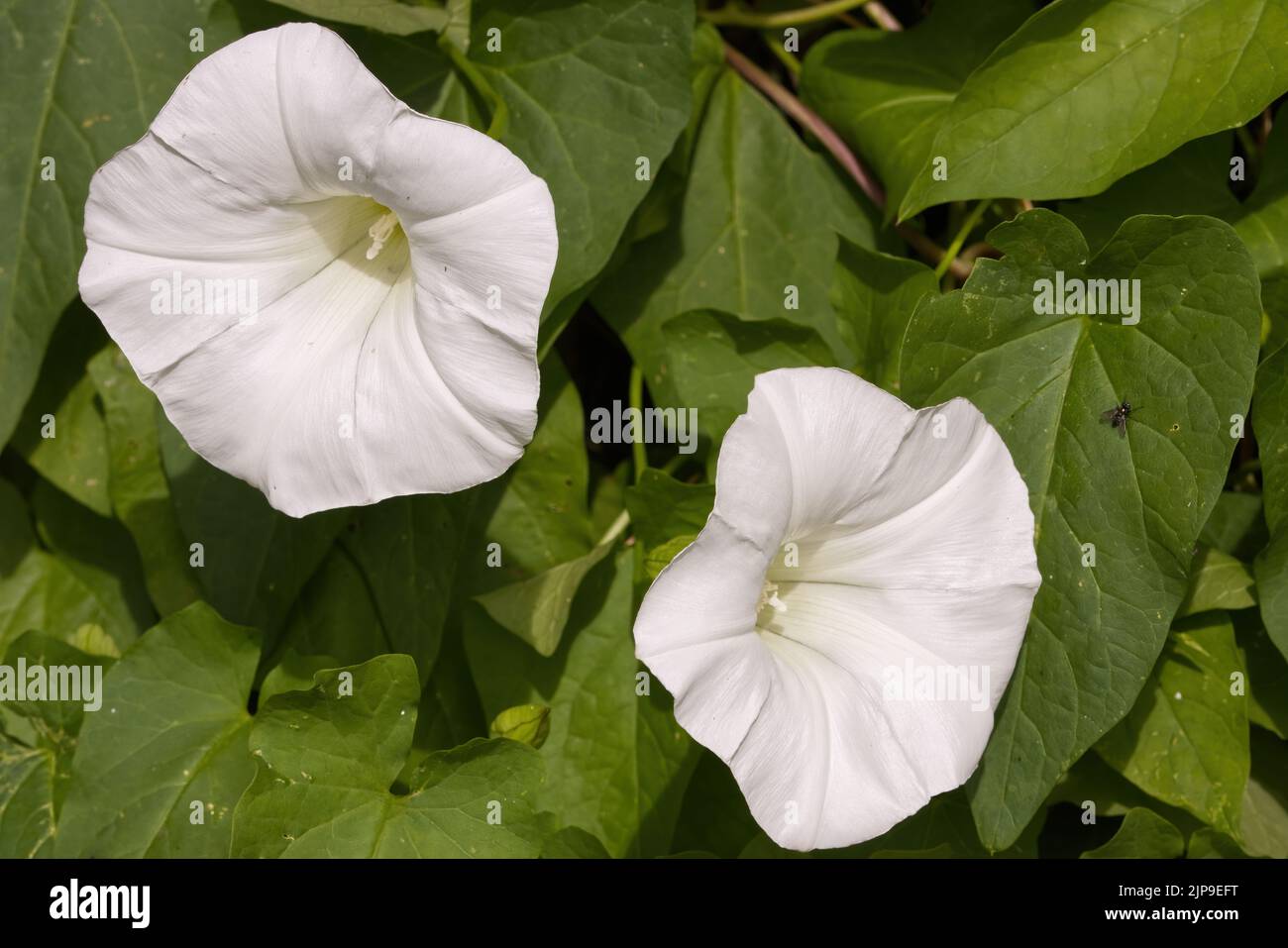 Close up of two white flowers of the climbing plant hedge bindweed ...