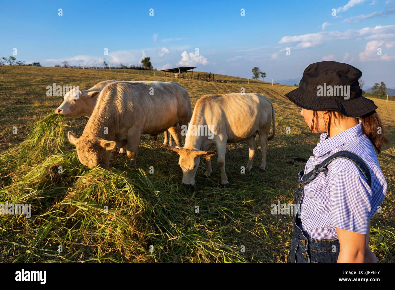 asian female in cowboy fashion style relax her vacation with cows ...