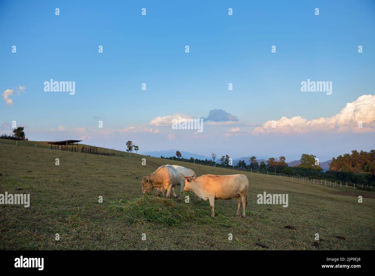 asian female in cowboy fashion style relax her vacation with cows ...