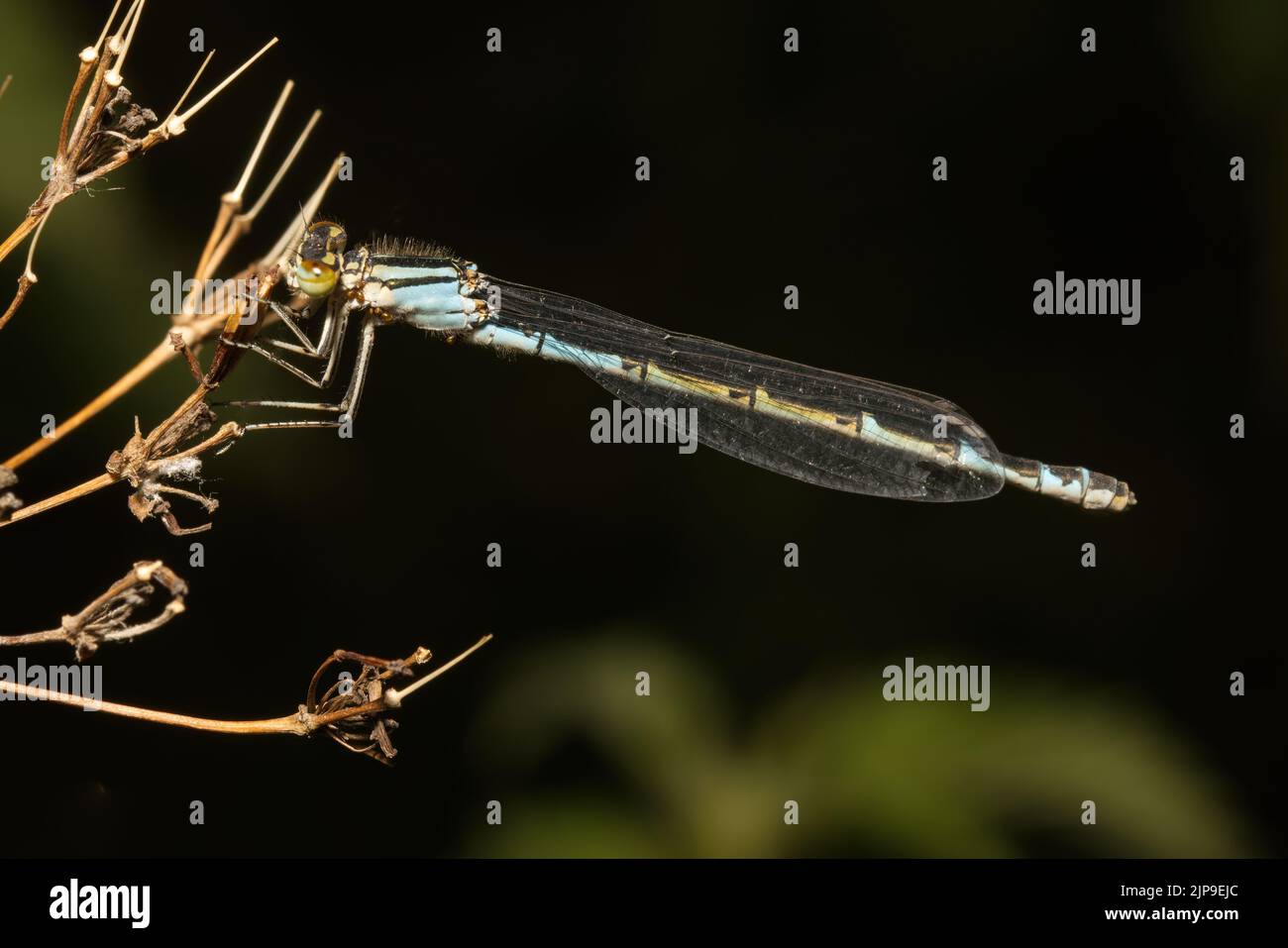 A resting female common blue damselfly Enallagma cyathigerum with water ...