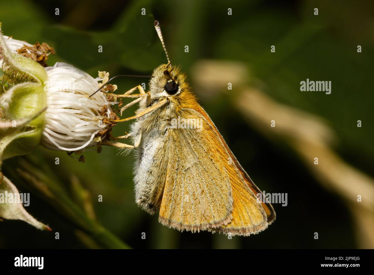 An Essex Skipper (European Skipper) butterfly, Thymelicus lineola ...