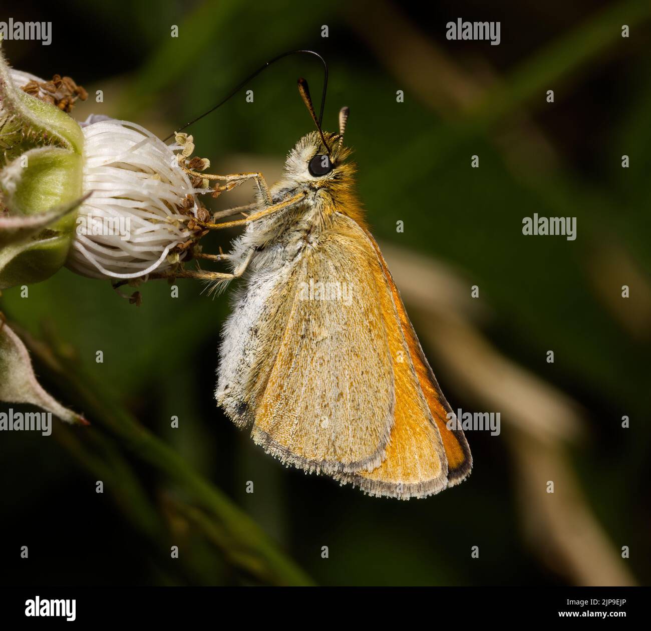 An Essex Skipper (European Skipper) butterfly, Thymelicus lineola ...