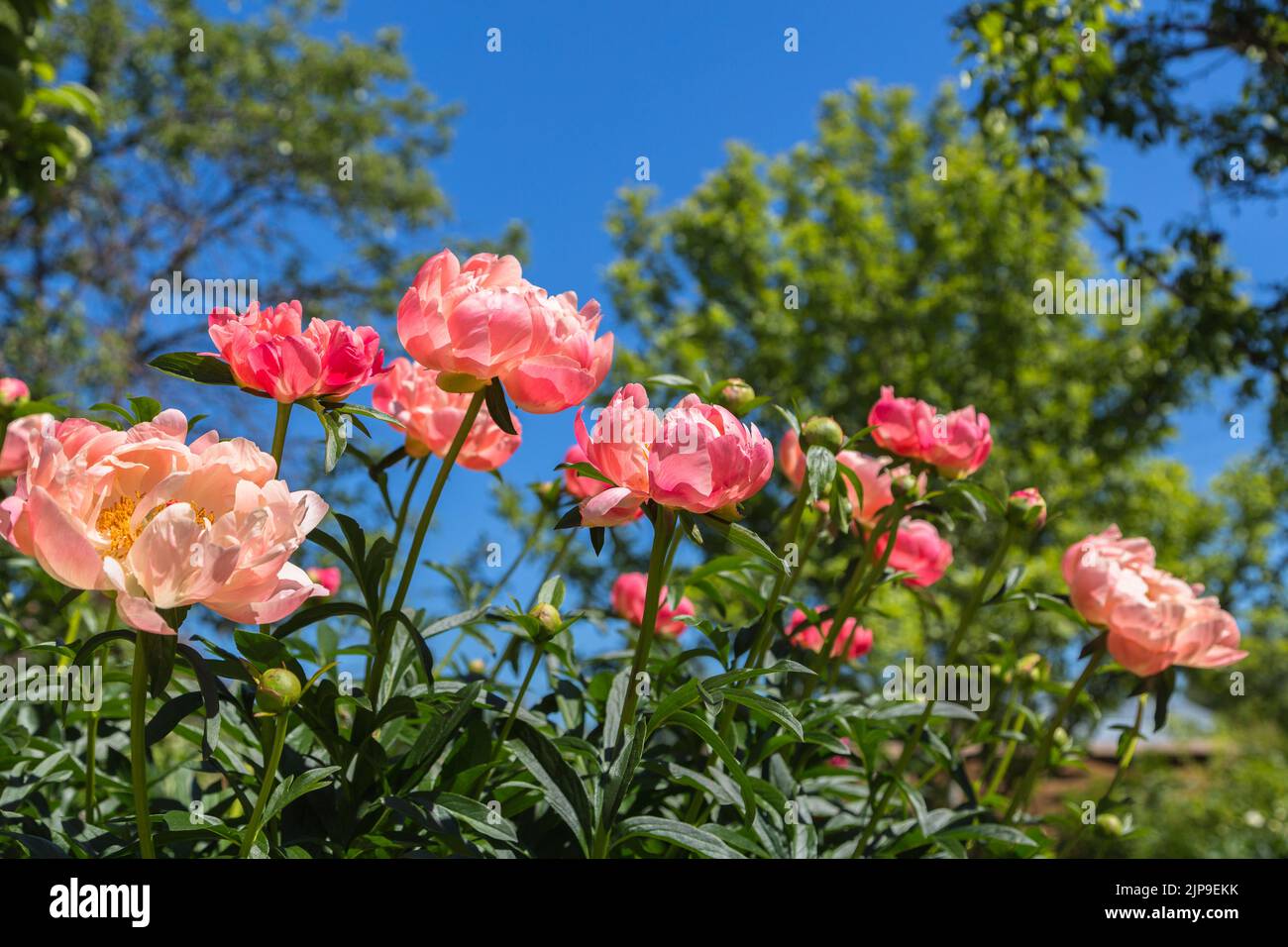 Orange coral pink bloom hi-res stock photography and images - Alamy