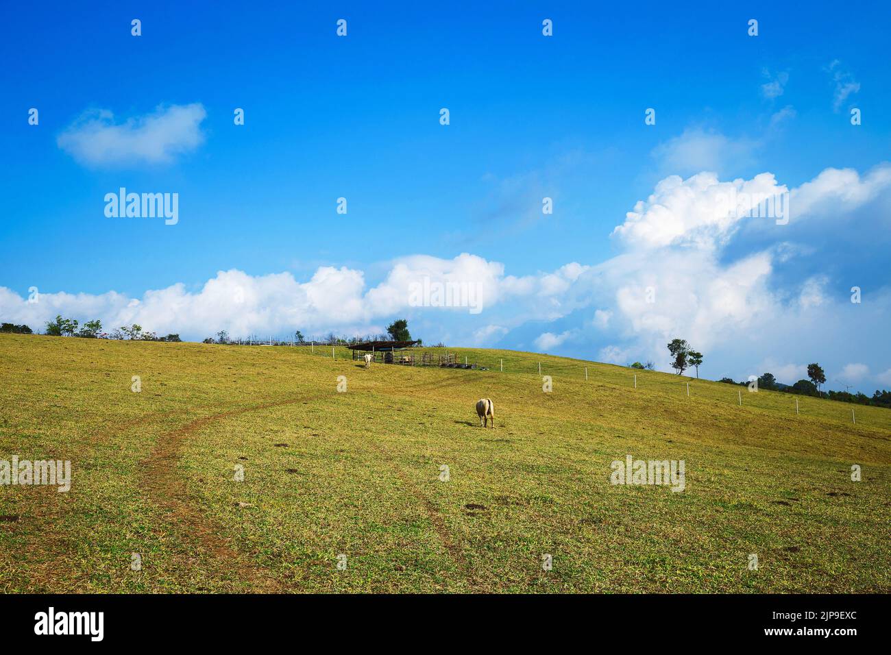 asian female in cowboy fashion style relax her vacation with cows ...