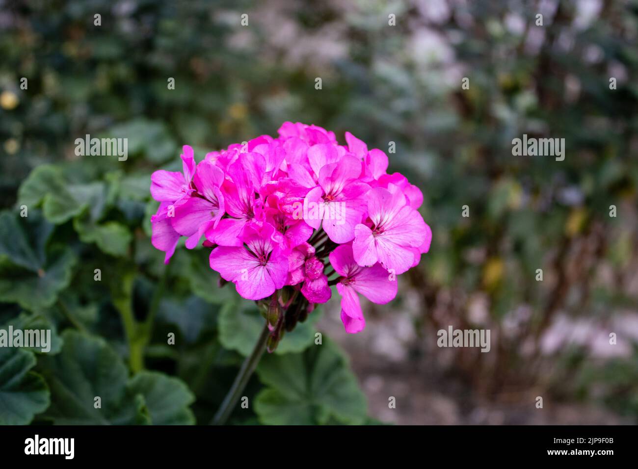 Roses are red violets hi-res stock photography and images - Alamy