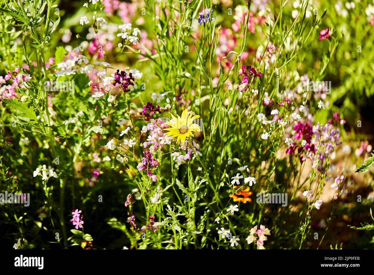 Beautiful field flowers in summer hi-res stock photography and images ...