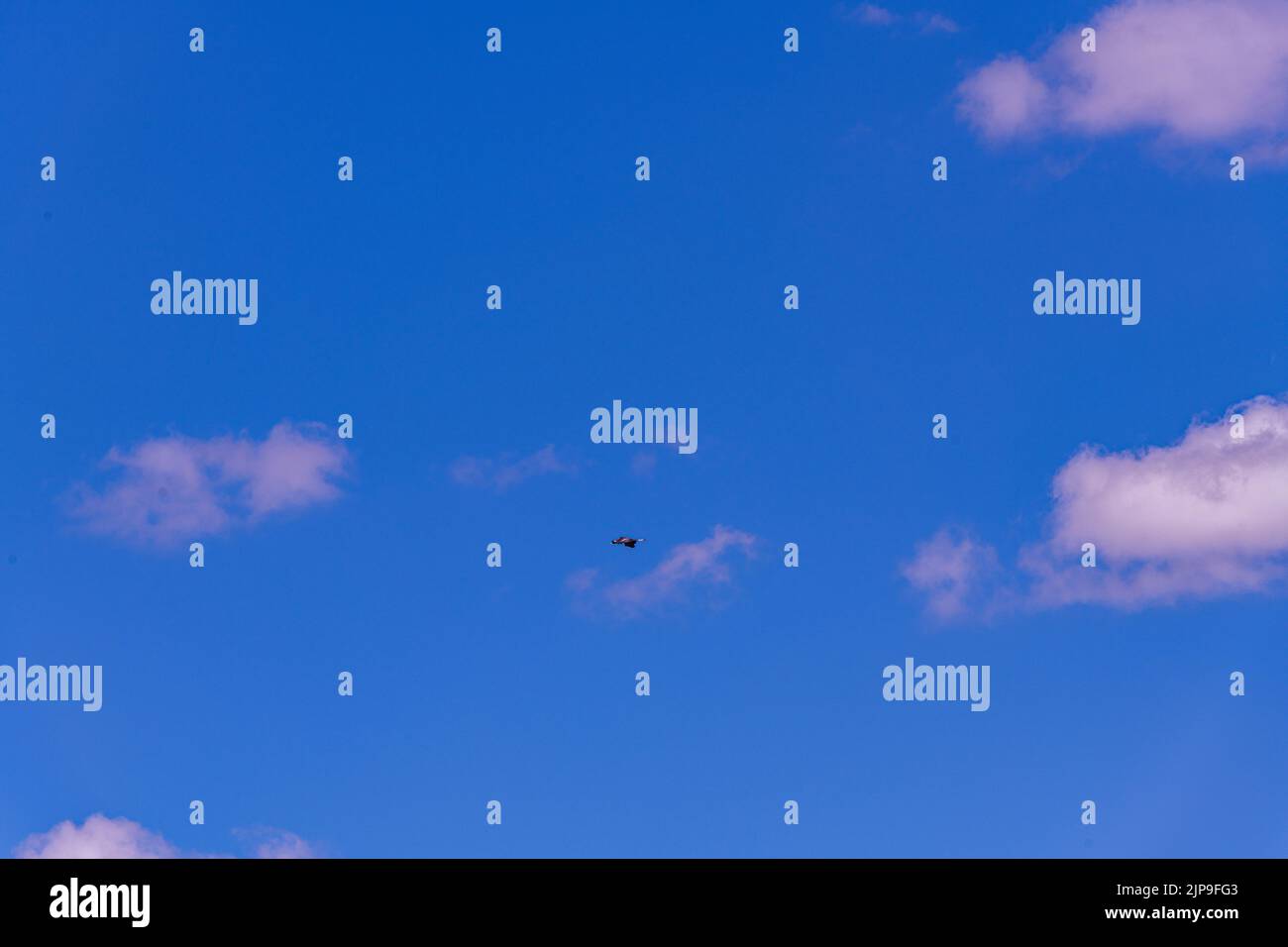 Nairobi National Park Birds Wild Wildlife animals Kenya East Africa ...