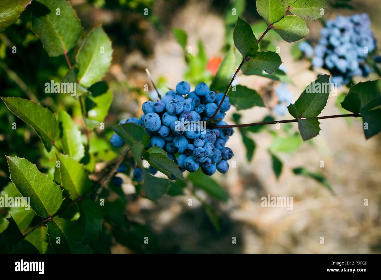 Bearberry stem hi-res stock photography and images - Alamy