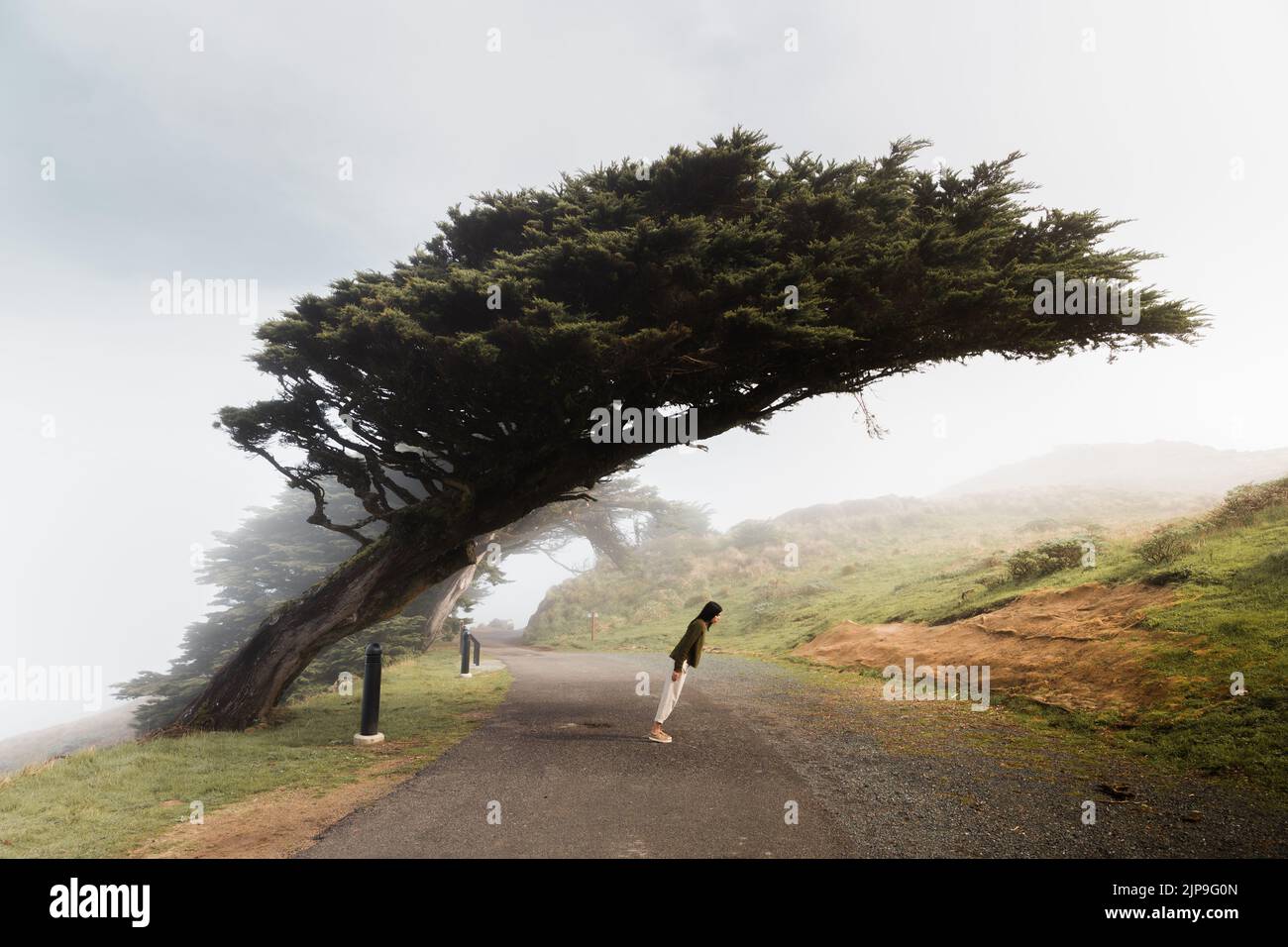 california, cypress tree, windswept trees, skew, schieflage, nature ...