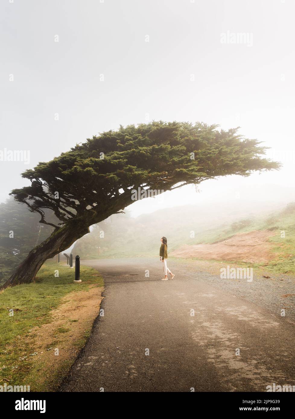 cypress tree, windswept trees, nature, cypress trees, natur, natures ...
