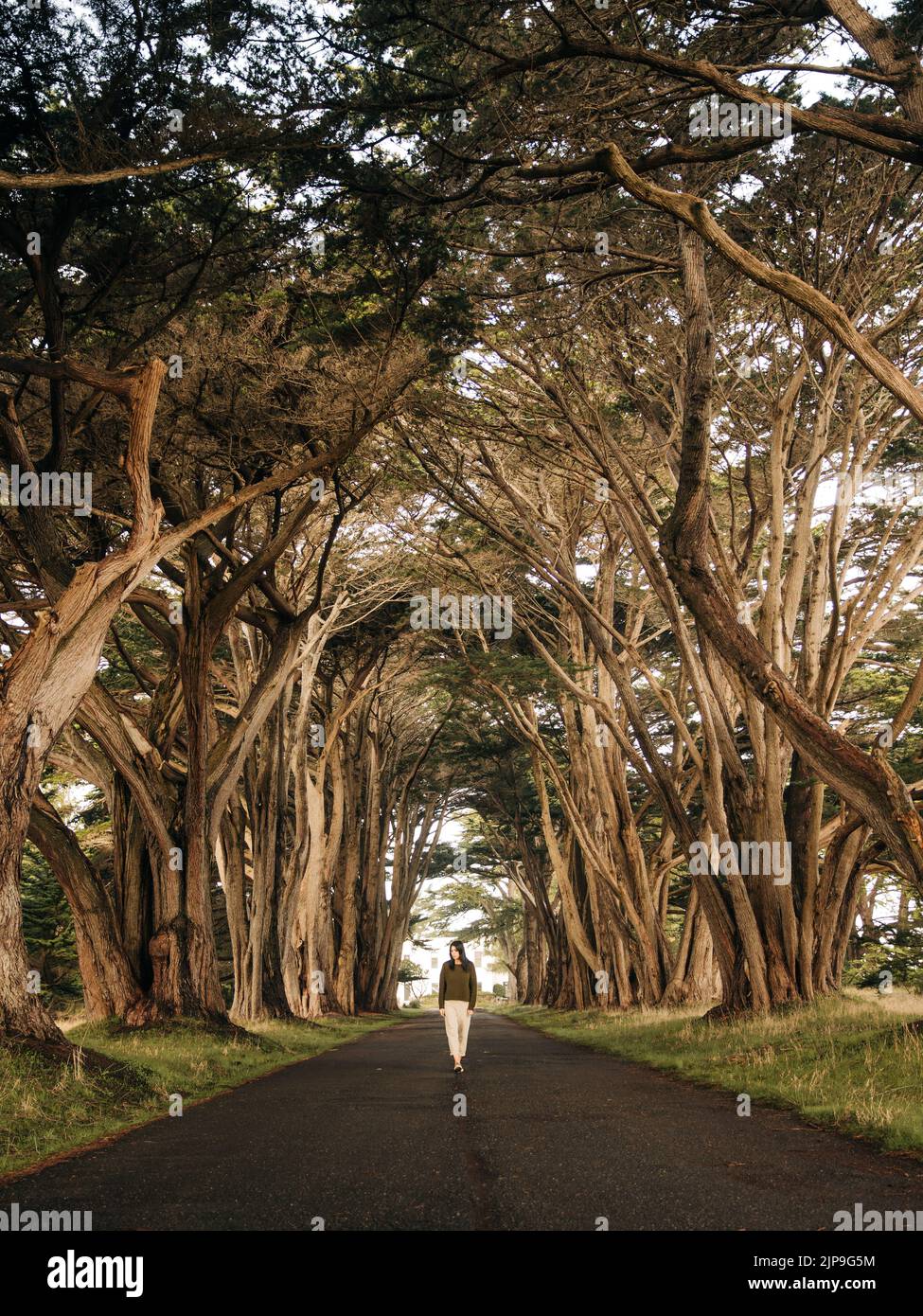 california, alley, road, nature collection, californias, alleys, roads ...